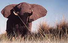 Absolute Africa Homepage
