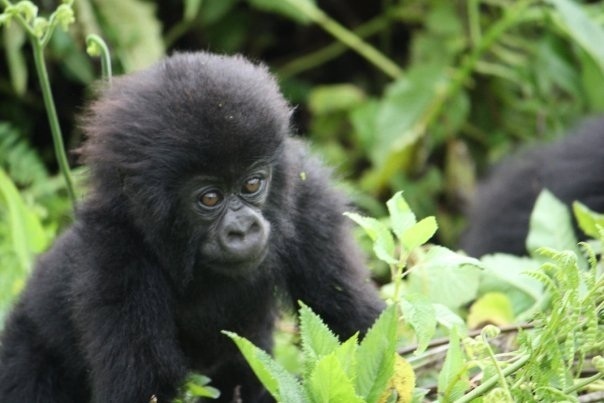 Absolute Africa Homepage