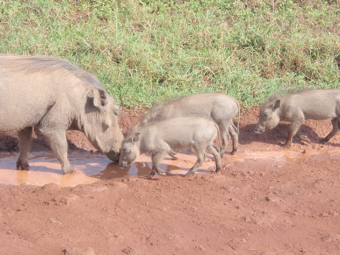 Kigali to Zanzibar Safari | Gorillas to Zanzibar