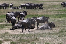 Absolute Africa Homepage