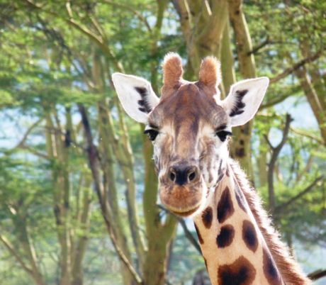 Absolute Africa Homepage